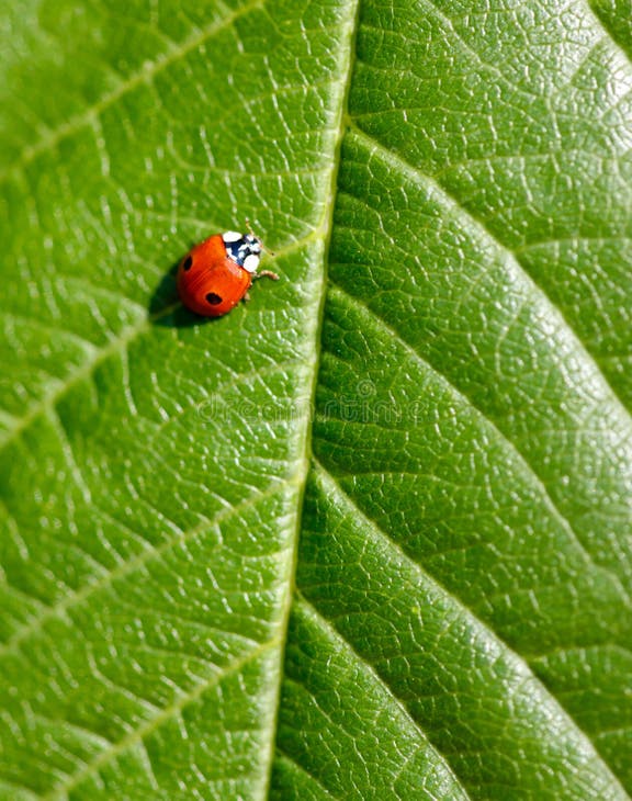 A Ladybug is Sitting on a Leaf Stock Image - Image of ladybird ...