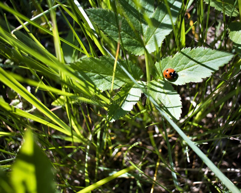 Ladybug sitting on a leaf stock image. Image of ladybug - 99587459