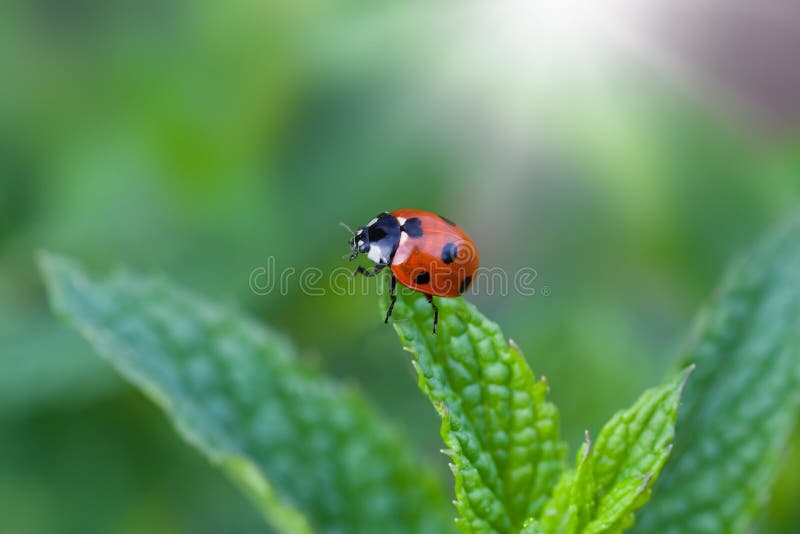Ladybug Sitting on a Leaf Lemon Balm Stock Photo - Image of purity ...
