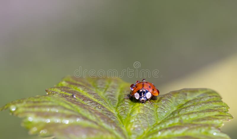 Ladybug on a Raspberry Bush. Fresh Red Raspberries in Droplets of Water ...