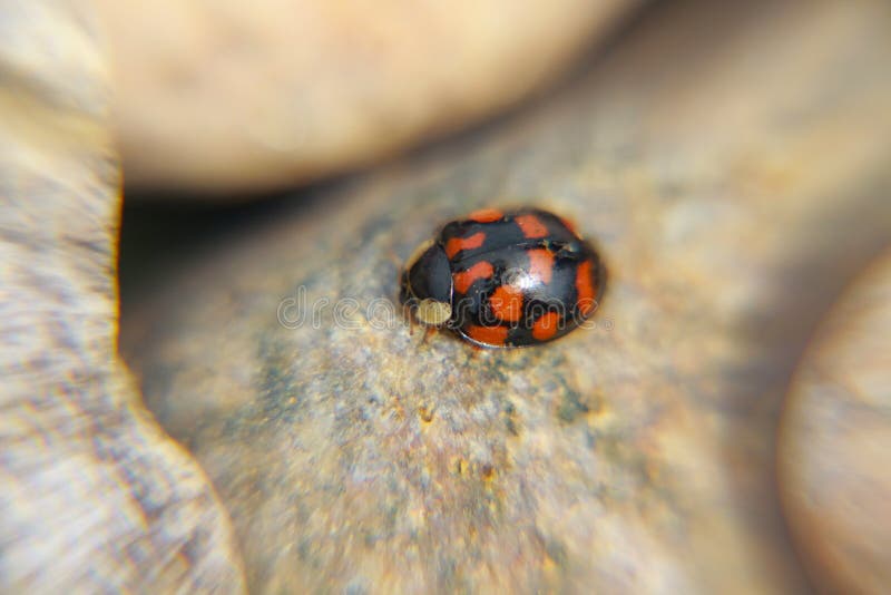 Ladybug Sitting on a Rock, Close-up Stock Photo - Image of beetle ...