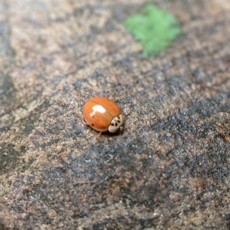 A Ladybug Sitting on a Rock Stock Image - Image of soil, ladybug: 346504151