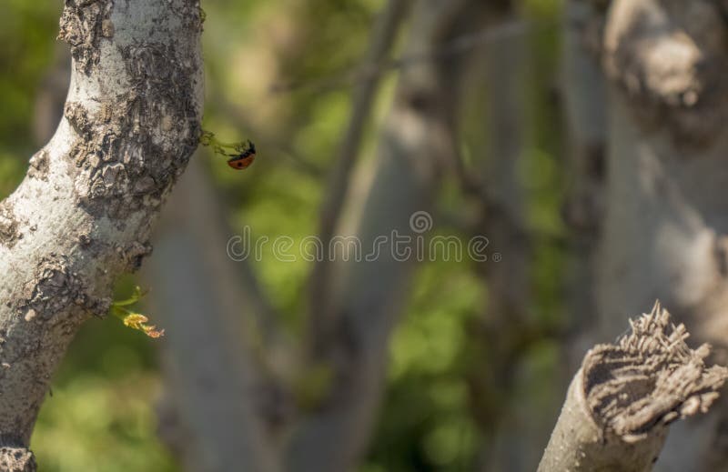 Ladybug on a branch stock photo. Image of ladybug, nature - 216808036