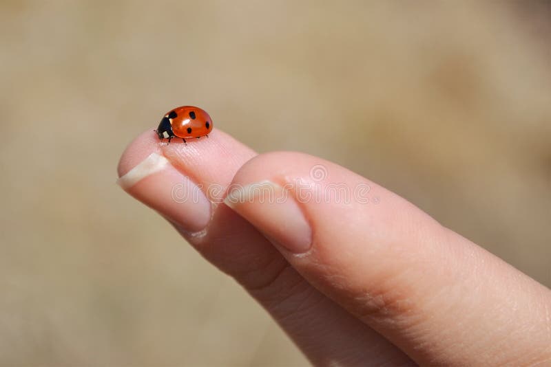 Ladybug on finger stock image. Image of grass, dots, close - 52743569