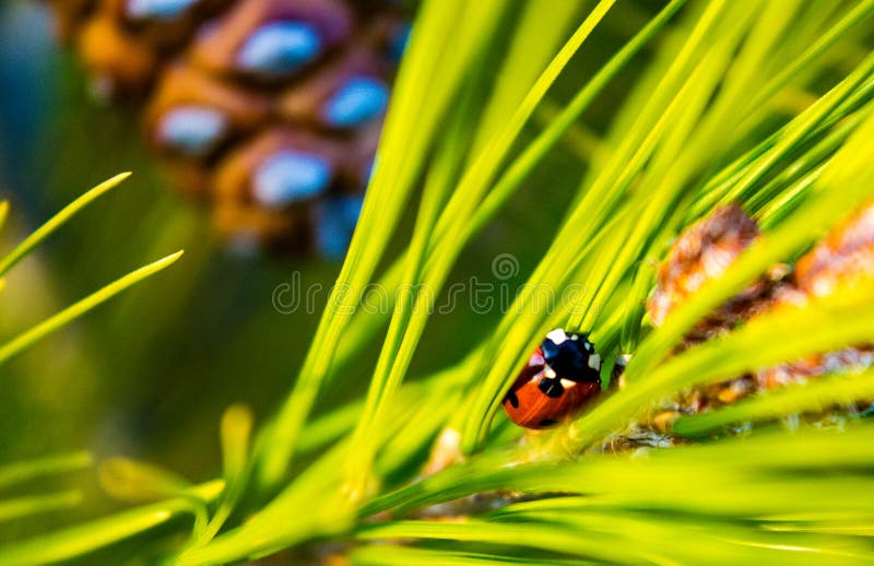 Ladybug is sleeping stock image. Image of nature, insect - 167995729