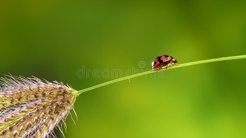Ladybug or Small Beetle Coccinellidae Stock Image - Image of idea ...