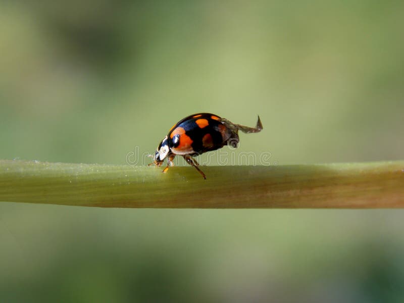 Ladybug stock image. Image of black, nature, color, ladybug - 70009717
