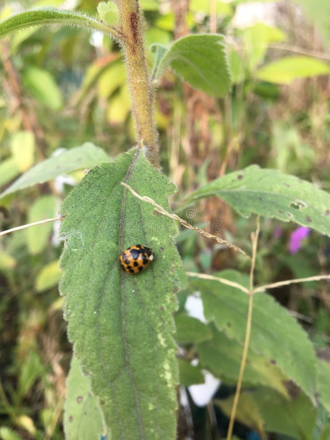 Ladybug stock image. Image of nature, luck, insect, leaf - 224745517