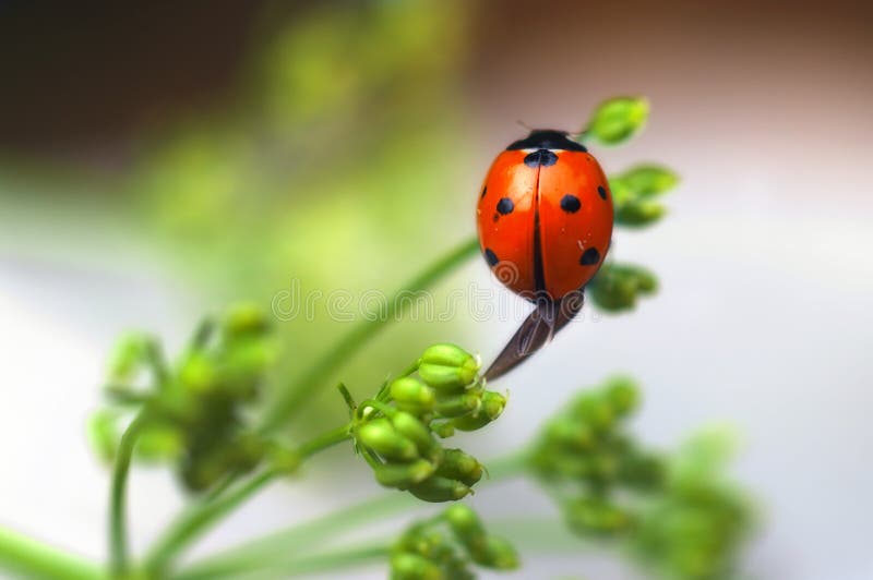 A ladybug stock image. Image of macro, soft, ladybug - 35328231