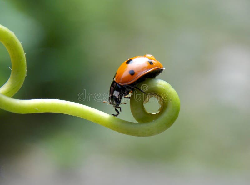 Ladybug stock image. Image of nature, invertebrate, ladybird - 99897747