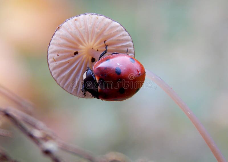 Ladybug stock photo. Image of animal, plant, autumn, small - 98212294