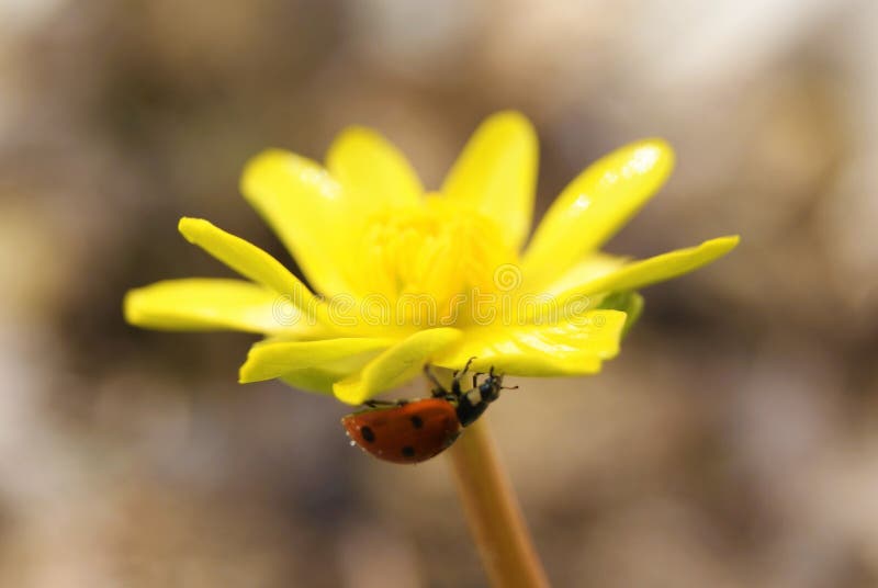 Ladybug on a Small Yellow Flower Under the Sun Stock Image - Image of ...