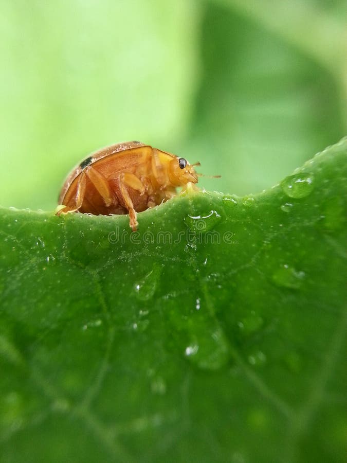 Ladybug stock image. Image of ladybug, nature, green - 42648599