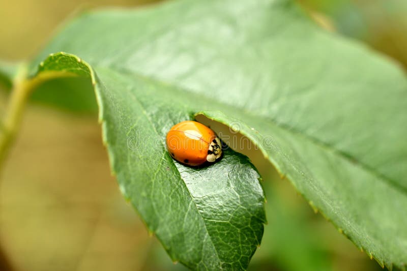 Ladybug without Spots on the Wings. Stock Photo - Image of biology ...