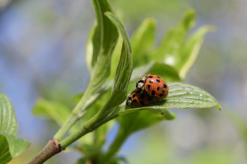Ladybug in the spring stock photo. Image of small, bright - 121581044