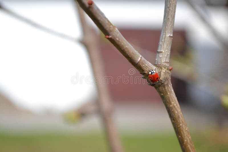 Ladybug on spring branch stock photo. Image of spring - 69773626