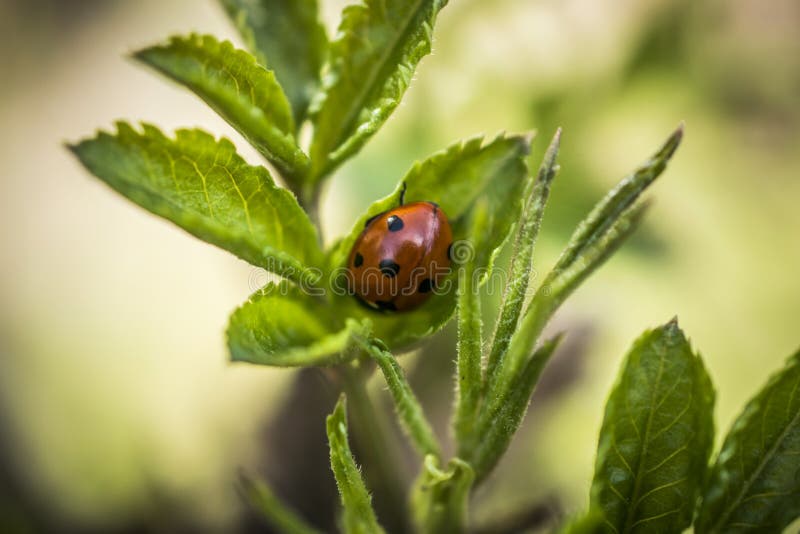 Ladybug in Spring stock photo. Image of meadow, leaf - 147611190