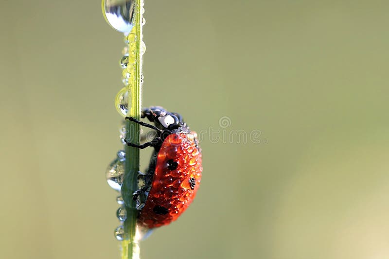 Ladybug in Spring with Dew Drops Stock Photo - Image of horizontal ...