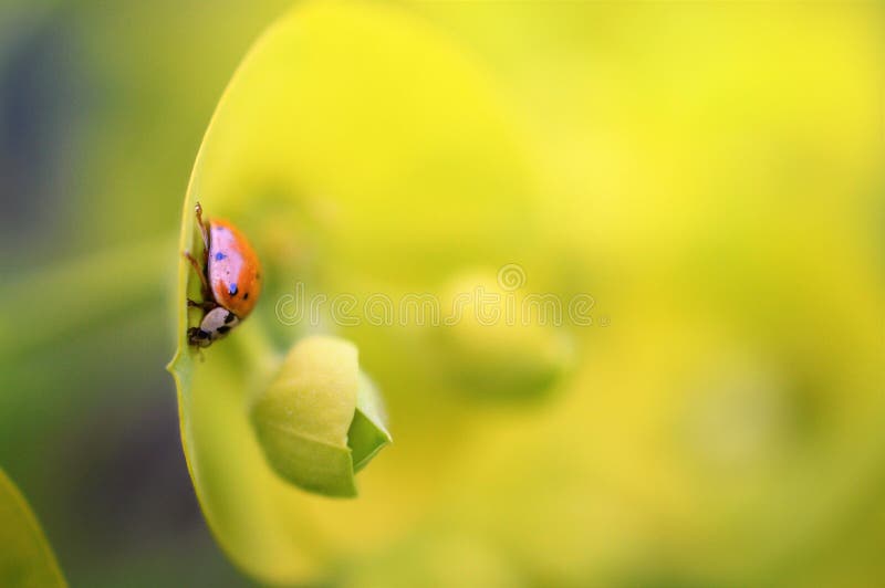 Ladybug on a Spring Flower Closeup Stock Image - Image of bright ...