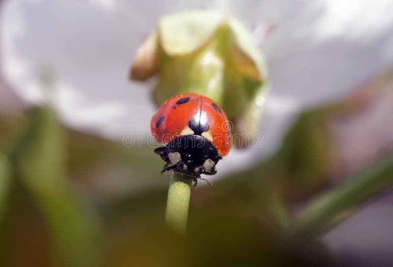 Ladybug on spring flowers stock image. Image of healthy - 70693563