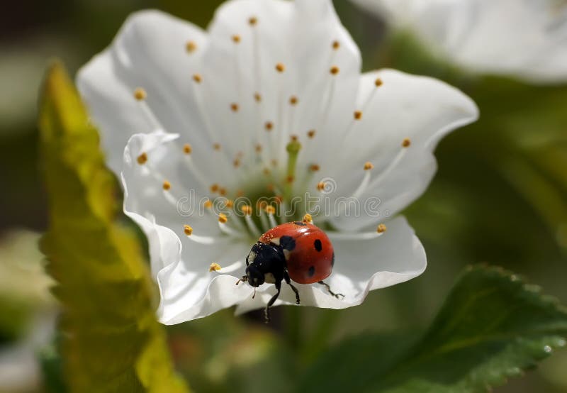 Ladybug on spring flowers stock photo. Image of botany - 70693590
