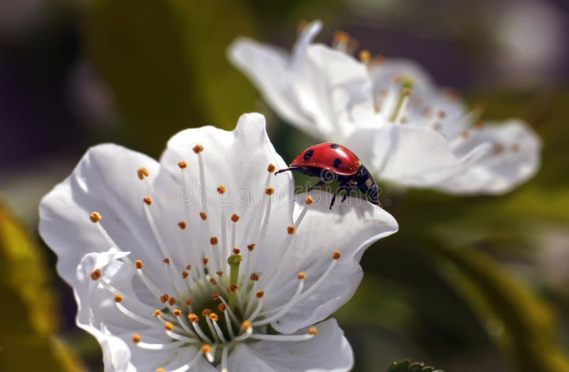 Ladybug on spring flowers stock image. Image of botany - 70694461