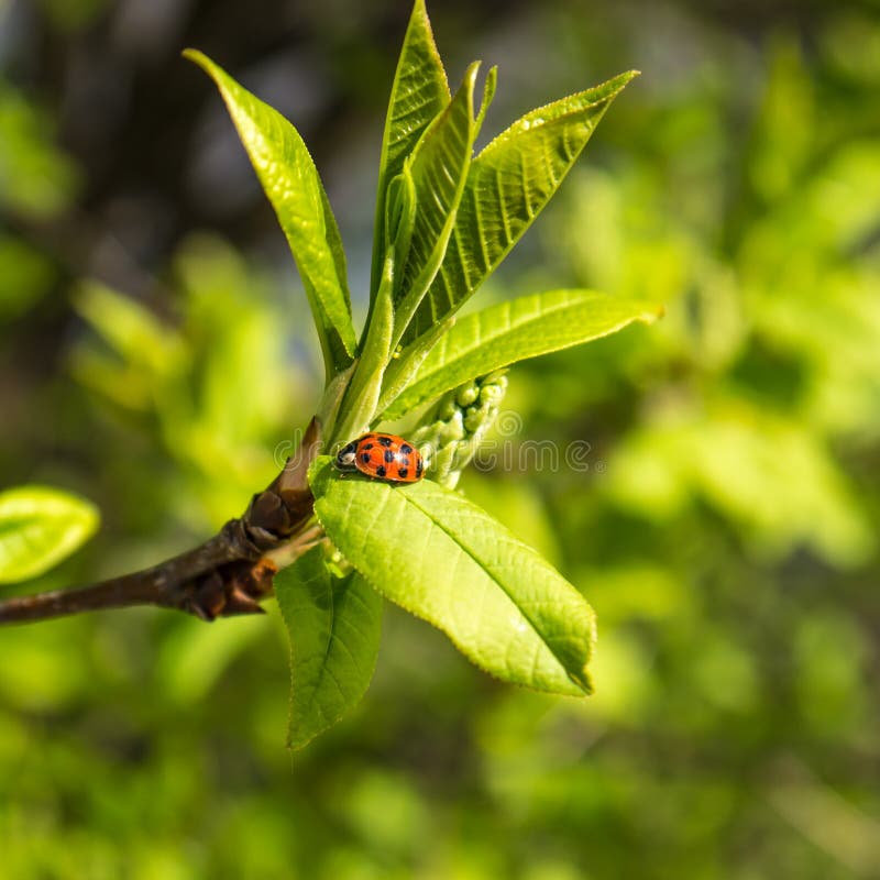 Ladybug in spring stock photo. Image of closeup, growth - 31625234