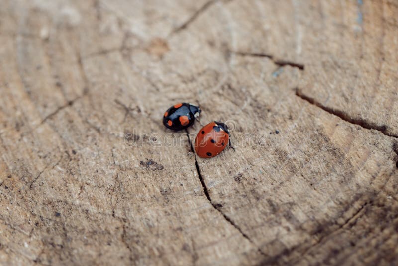 Ladybug in Spring on a Sawn Tree Stock Image - Image of spring ...