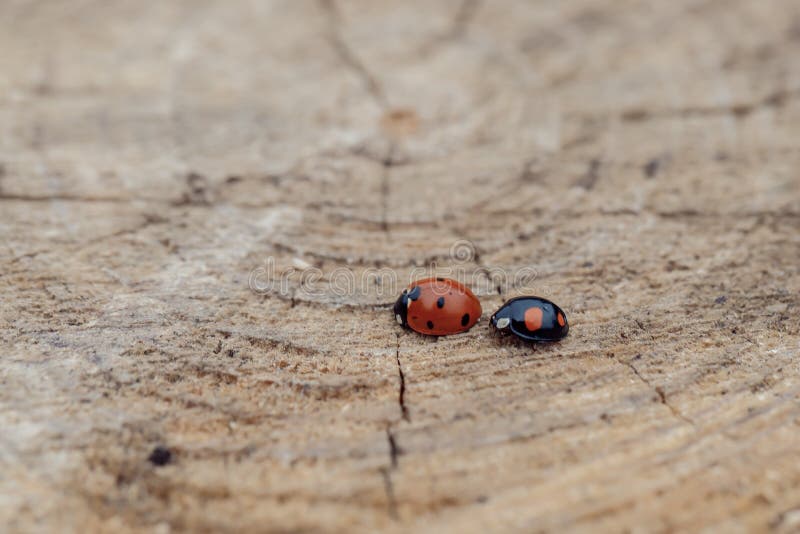 Ladybug in Spring on a Sawn Tree Stock Photo - Image of moss, animal ...