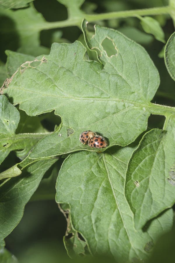 Ladybug Staying on the Tomato Leaf Stock Photo - Image of banana ...