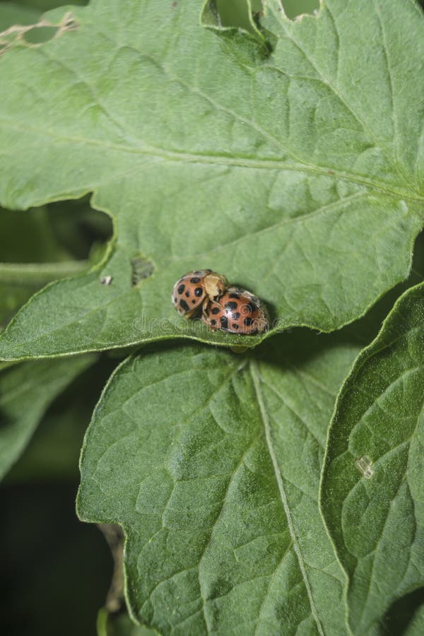 Ladybug Staying on the Tomato Leaf Stock Photo - Image of cool, cloud ...
