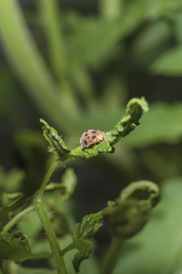 Ladybug Staying on the Tomato Leaf Stock Photo - Image of background ...