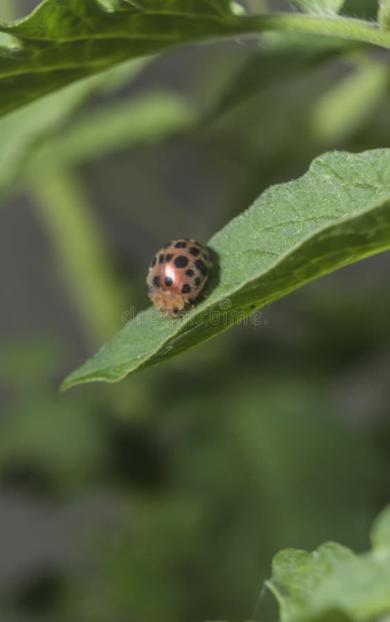 Ladybug Staying on the Tomato Leaf Stock Image - Image of banana ...