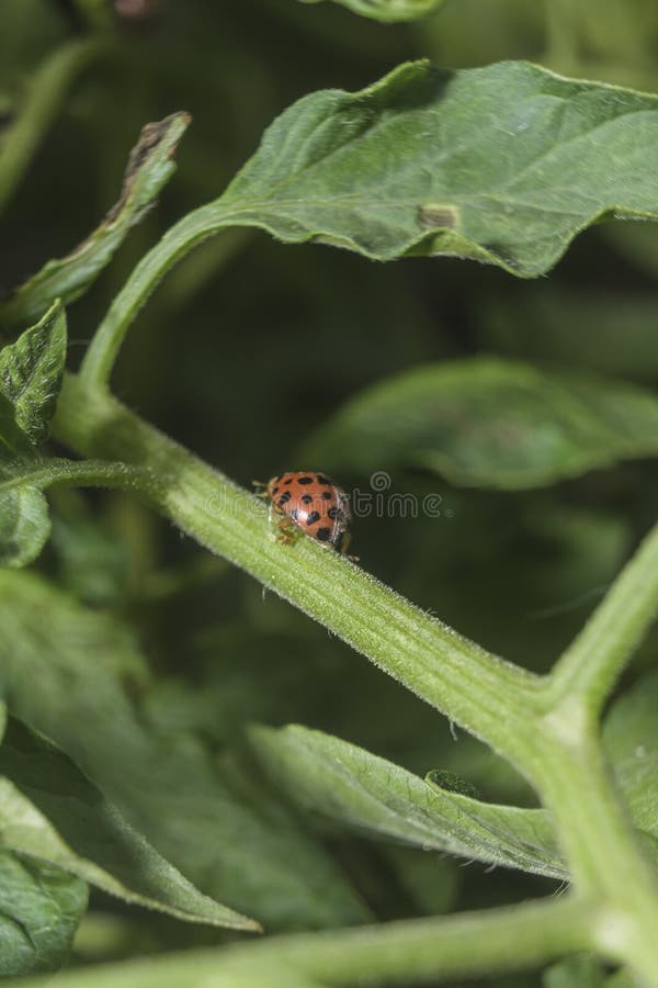Ladybug Staying on the Tomato Leaf Stock Image - Image of atmosphere ...