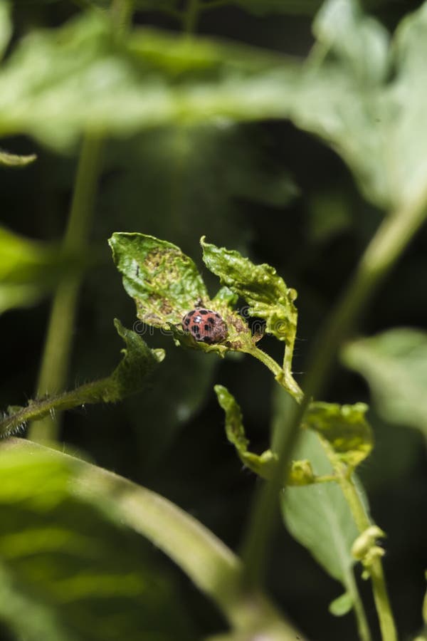 Ladybug Staying on the Tomato Leaf Stock Photo - Image of insect ...
