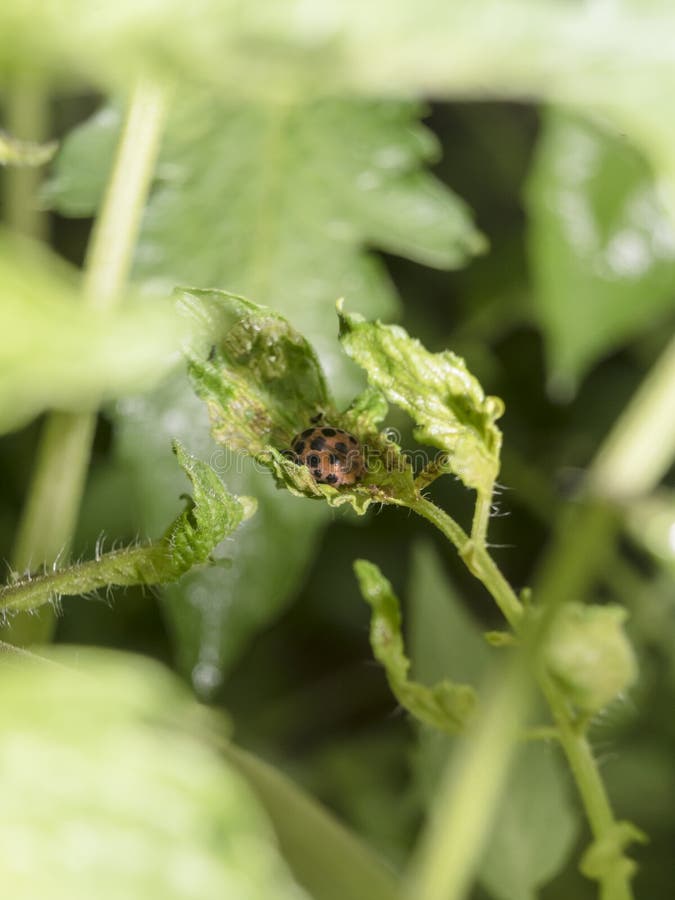 Ladybug Staying on the Tomato Leaf Stock Image - Image of flower ...