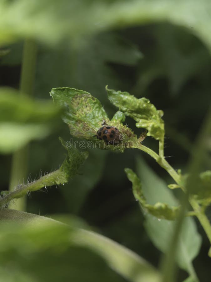 Ladybug Staying on the Tomato Leaf Stock Image - Image of food ...