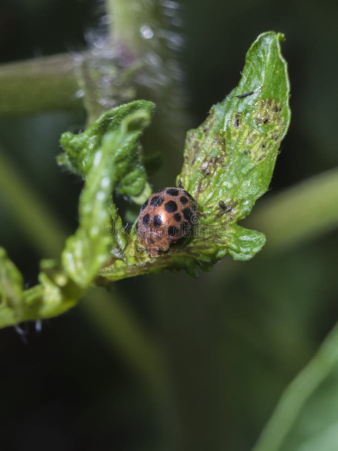 Ladybug Staying on the Tomato Leaf Stock Photo - Image of blue ...