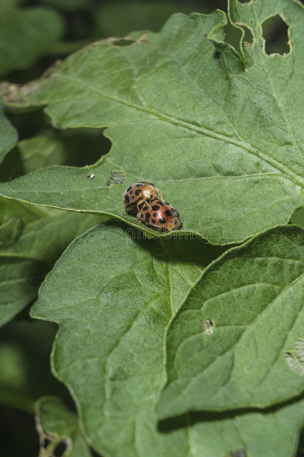 Ladybug Staying on the Tomato Leaf Stock Image - Image of clouds ...
