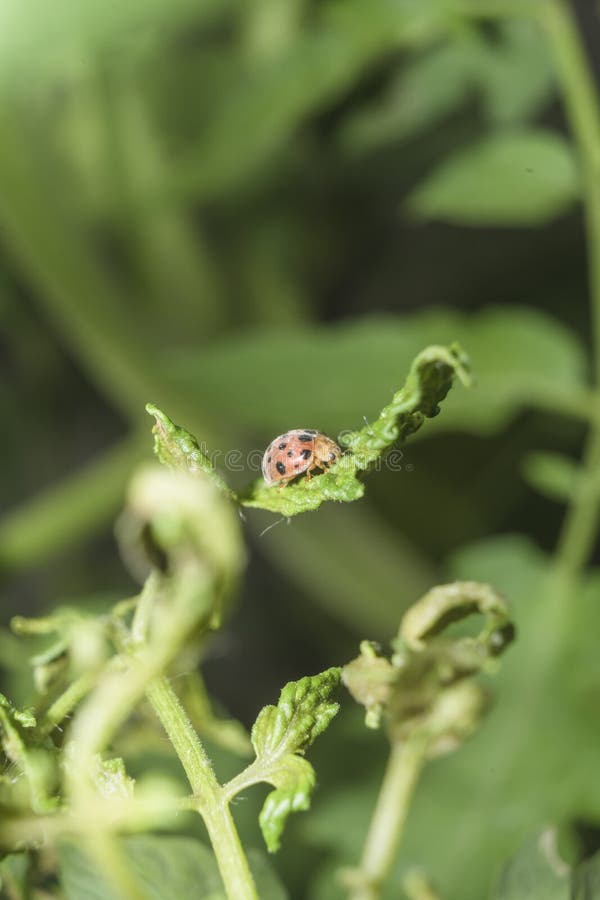 Ladybug Staying on the Tomato Leaf Stock Photo - Image of adventure ...