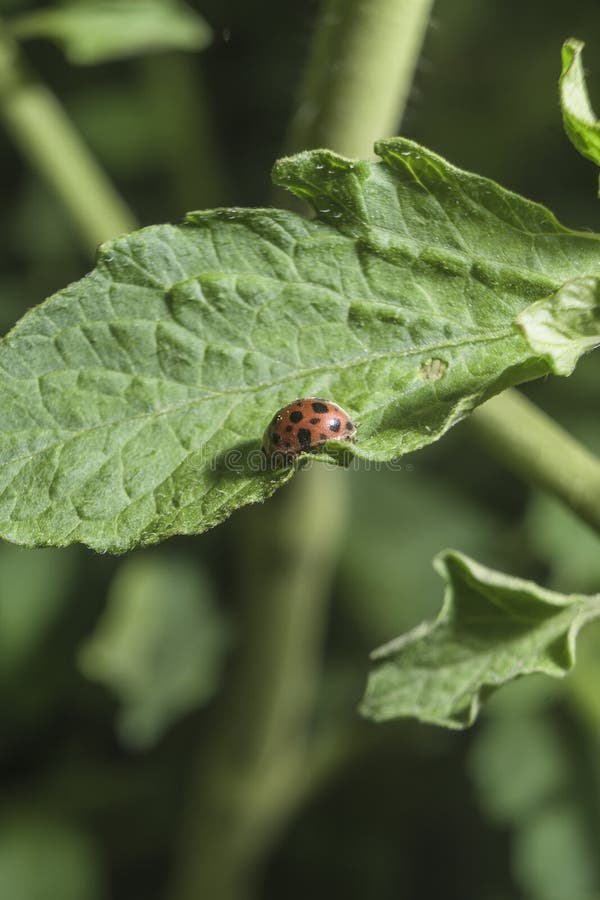Ladybug Staying on the Tomato Leaf Stock Image - Image of clouds ...