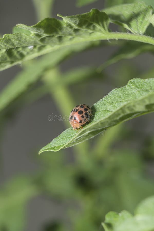 Ladybug Staying on the Tomato Leaf Stock Image - Image of good, green ...
