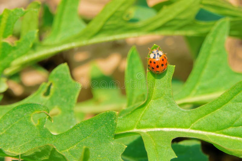 Ladybug stock image. Image of beetles, wildlife, natural - 43855585