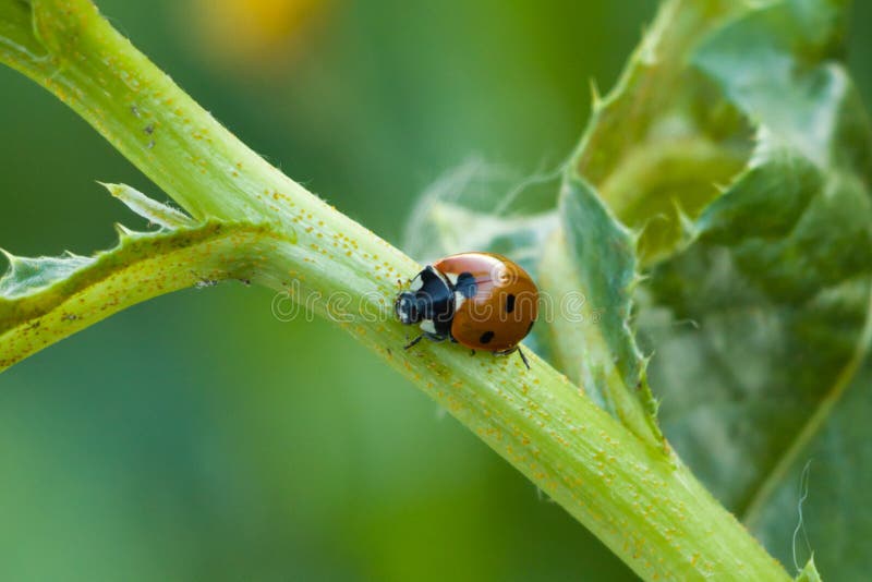 Front view of ladybug stock image. Image of insect, ladybug - 8466437