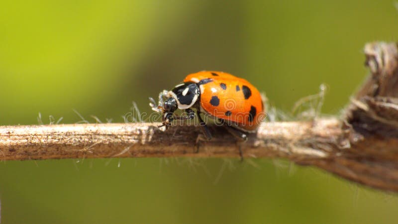 Ladybug on a stick stock image. Image of ladybird, lady - 223146149