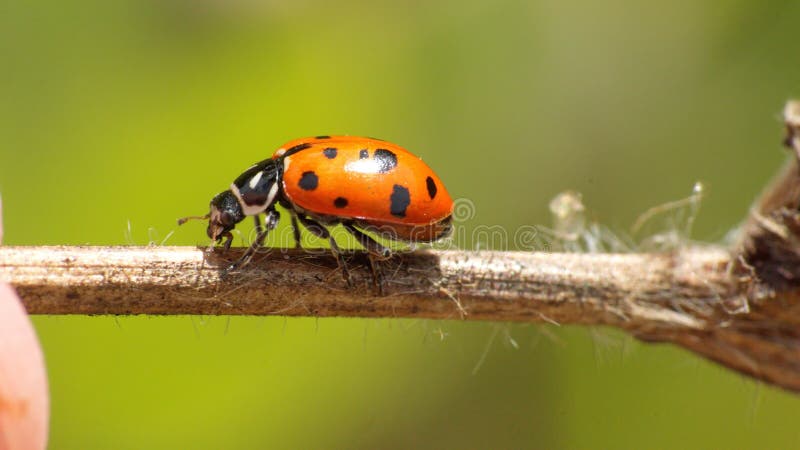 Ladybug on a stick stock image. Image of stick, insect - 223146183