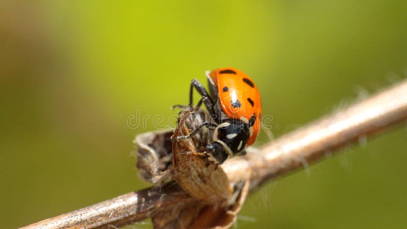 Ladybug on a stick stock photo. Image of cotacachi, ecuador - 223146220