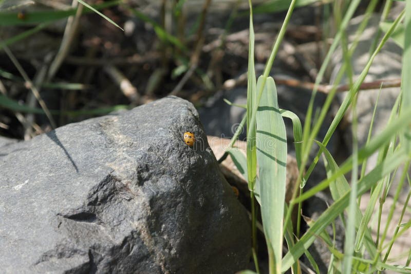 Ladybug on stone stock photo. Image of insect, spotted - 75072986