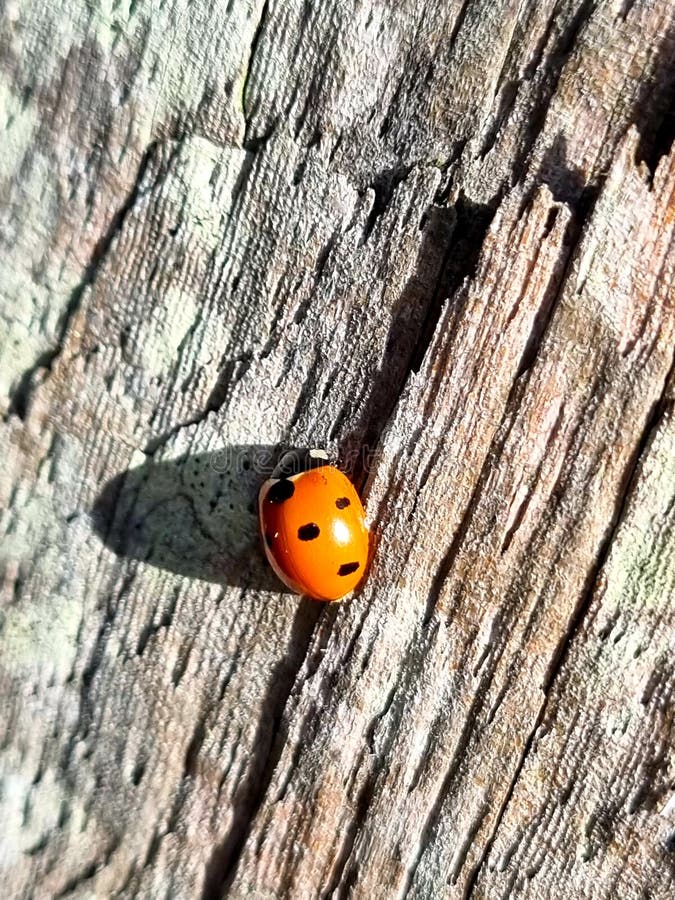 117 Ladybug Structure Stock Photos - Free & Royalty-Free Stock Photos ...