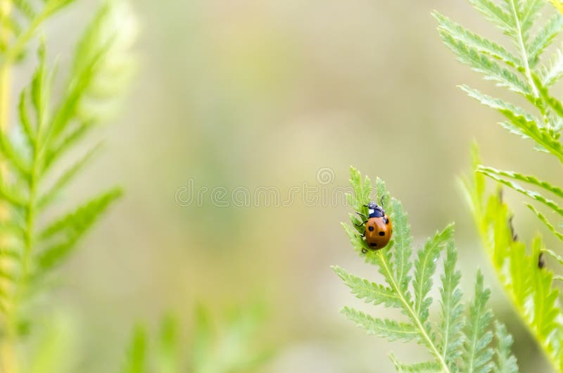 Ladybug stock photo. Image of green, summer, nature, alone - 75537802